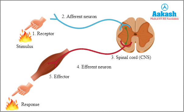 Reflex Action: Definition, Types & Parts of the Reflex Arc | AESL